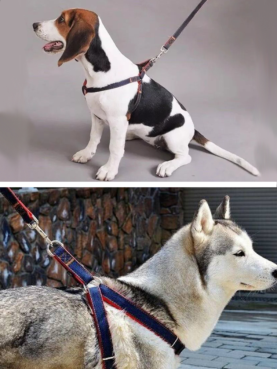 Шлейка для собак и кошек MiloPets, с поводком 120 см, черная, охват ...