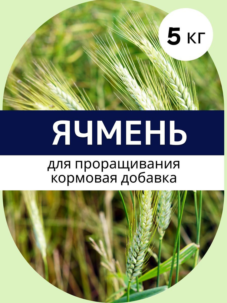 Ячмень для проращивания, кормовая добавка - купить с доставкой по ...