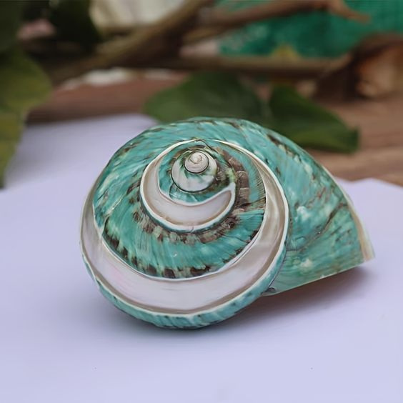 Ракушка морская, натуральная Турбо с полосой - купить с доставкой по ...