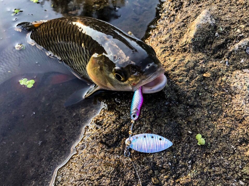 Вращающаяся Блесна Mottomo Spin Blade, 1 шт - купить по низким ценам в ...