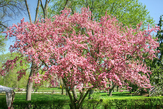 Саженцы Яблоня декоративная Хопа ( 3-4 года , С7,5 , 125-150 см ...