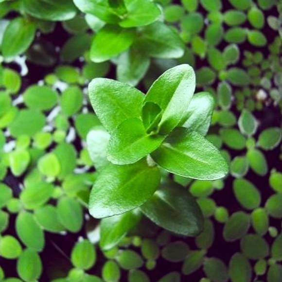 Бакопа Монье(3 ветки) - Bacopa monnieri. Живое аквариумное растение ...
