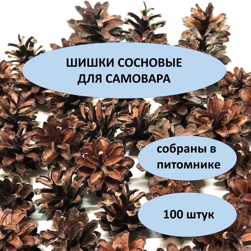 Шишки для самовара, сосновые, 100 штук - купить с доставкой по выгодным ...