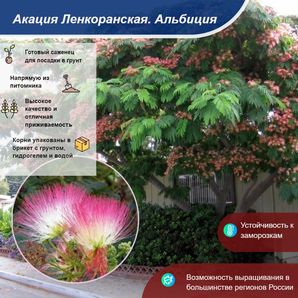 Ленкоранская акация. Альбиция - купить с доставкой по выгодным ценам в ...
