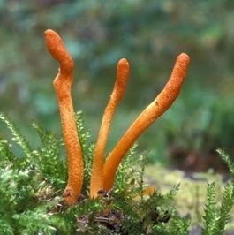 Кордицепс милитарис (Cordyceps militaris) плодовое тело и мицелий 500г ...
