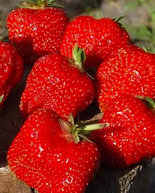 Клубни Земляника и клубника МастерСад купить по выгодной цене в ...