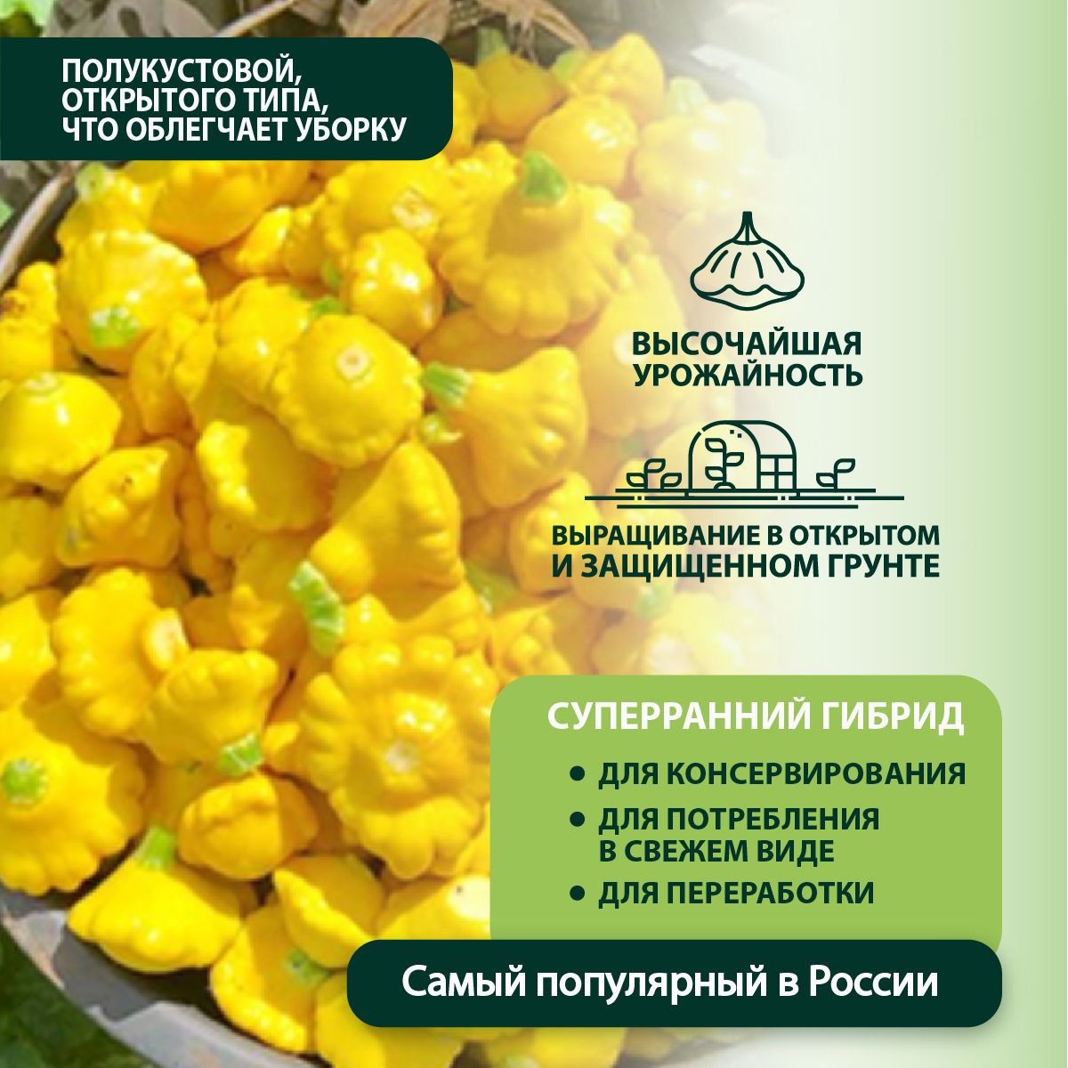 Патиссоны Seminis овощи_3 - купить по выгодным ценам в интернет ...
