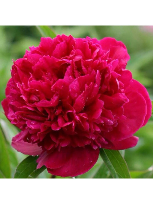 Пион Корневище, Ред Сара Бернар, 1шт - купить с доставкой по выгодным ...