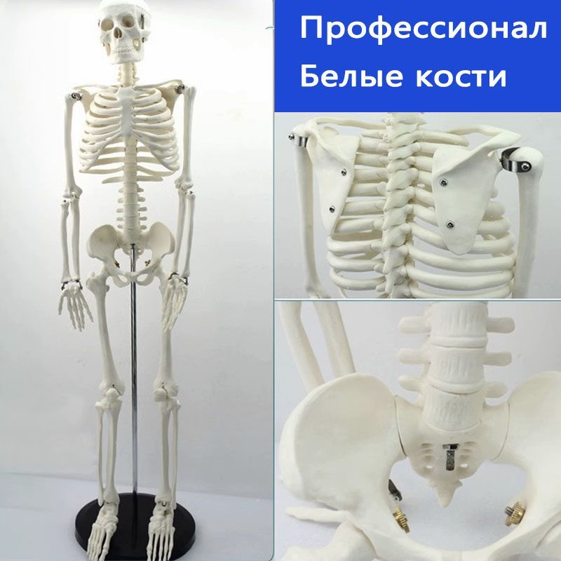 Модель скелета человека Скелет всего тела Учебный позвоночник - купить ...