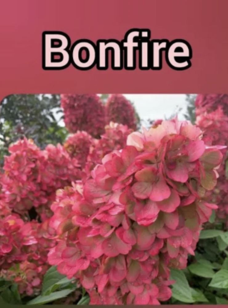 Купить Гортензия Бонфайер (Hydrangea paniculata Bonfire (Костер ...