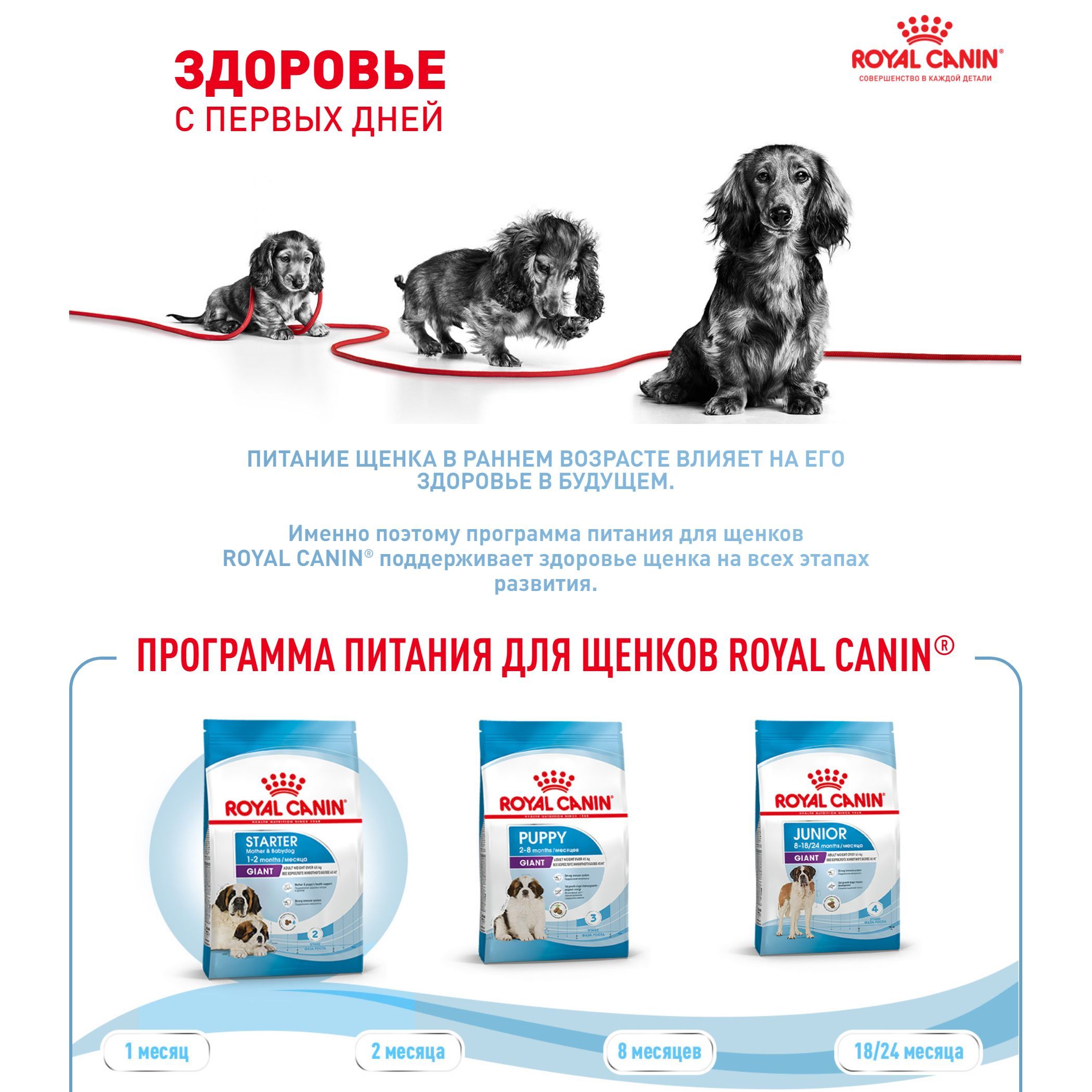Royal Canin Giant Starter корм для щенков гигантских пород до 2-х ...
