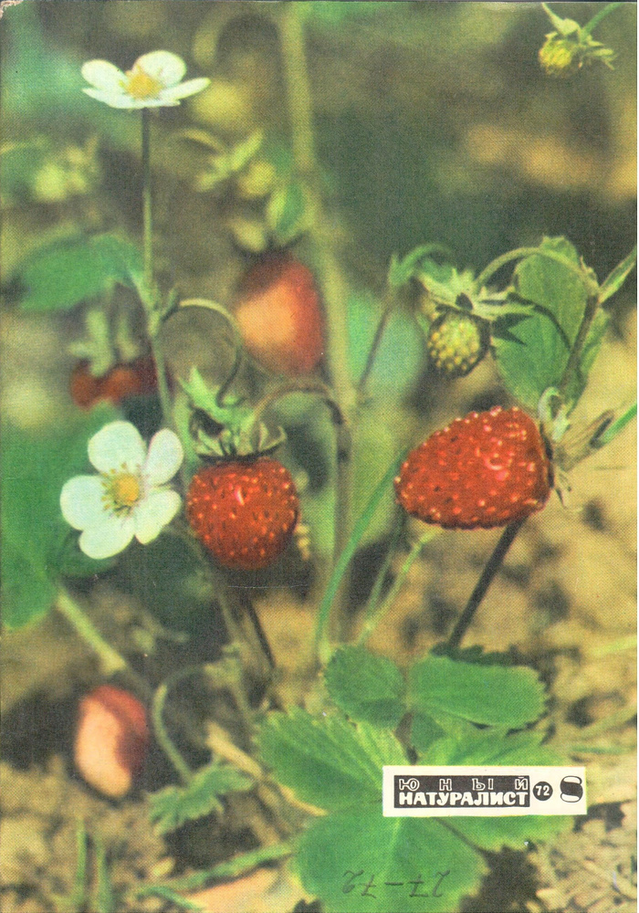 Журнал "Юный натуралист" №8, 1972 - купить с доставкой по выгодным ценам в интернет-магазине ...