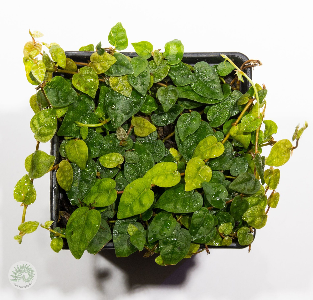 Фикус пумила минима (Ficus Pumila Minima) купить на OZON по низкой цене ...