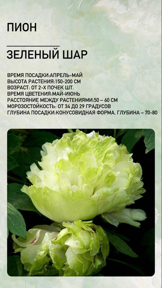 Пион, саженец корень для посадки, многолетние цветы для сада - купить с ...