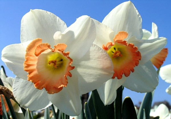 Нарцисс Alcida 5 шт купить на OZON по низкой цене (1423629955)