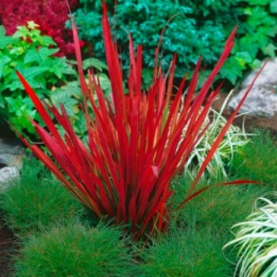 Императа Ред Барон - купить с доставкой по выгодным ценам в интернет ...