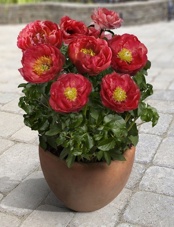 Пион для ПАТИО Москва купить на OZON по низкой цене (1388158849)