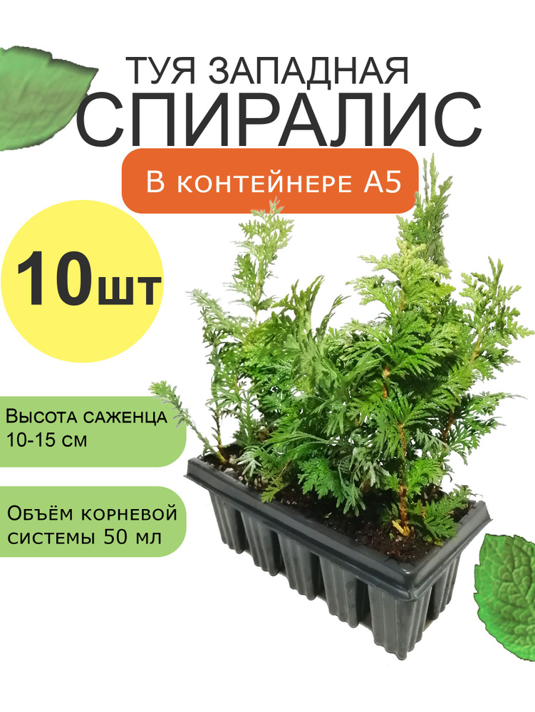 Туя западная Спиралис. Комплект из 10 шт. саженцев с закрытой корневой ...