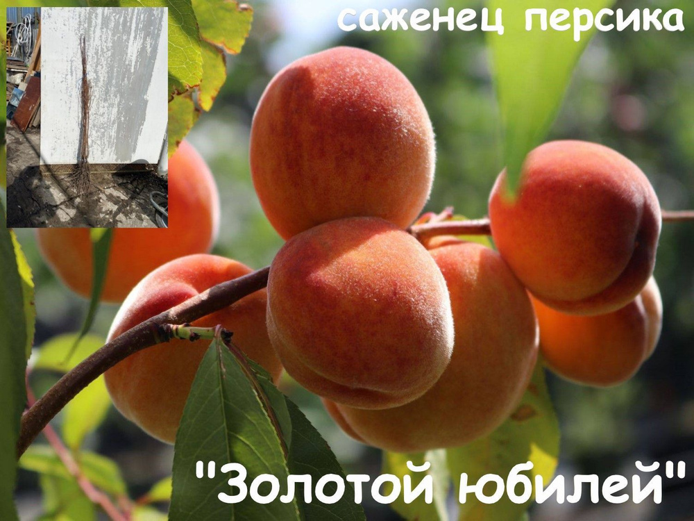 Персик "Золотой юбилей" - купить с доставкой по выгодным ценам в ...