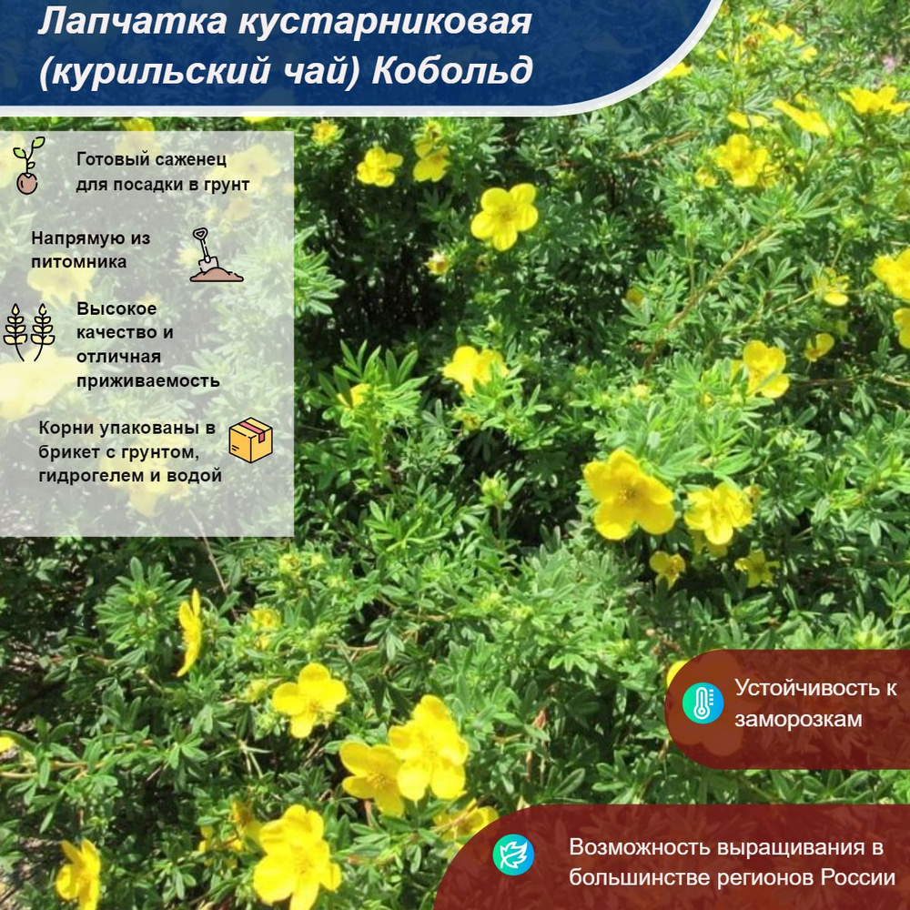 Лапчатка кустарниковая (курильский чай) Кобольд - купить с доставкой по ...