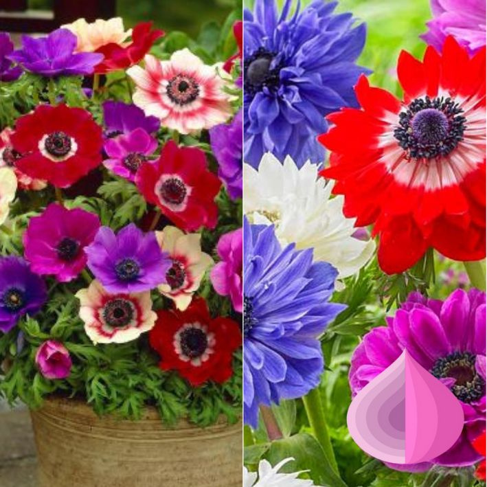 Луковицы Анемона купить по выгодной цене в интернет-магазине OZON ...