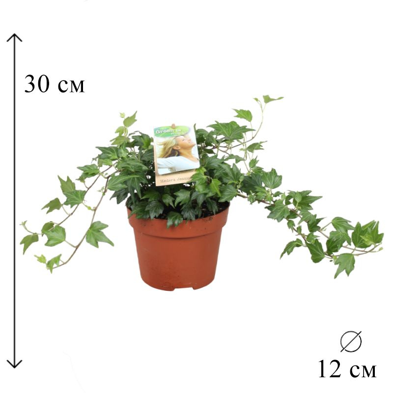 Хедера хеликс Джессика D-12 см, 12 дм, 1 шт - купить по выгодной цене в ...