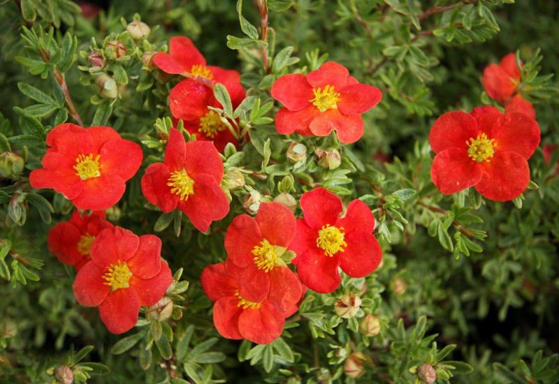 Лапчатка кустарниковая 'Marion Red Robin' - купить с доставкой по выгодным ценам в интернет ...