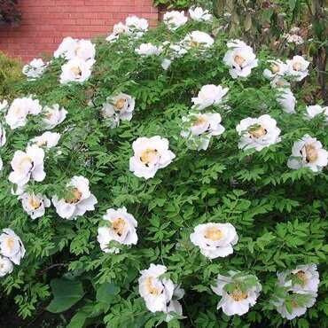 Саженец - купить с доставкой по выгодным ценам в интернет-магазине OZON ...