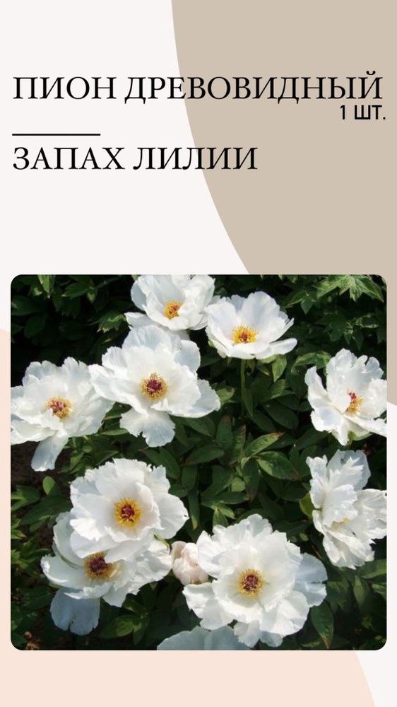 Пионы саженцы корень, многолетние цветы - купить с доставкой по ...