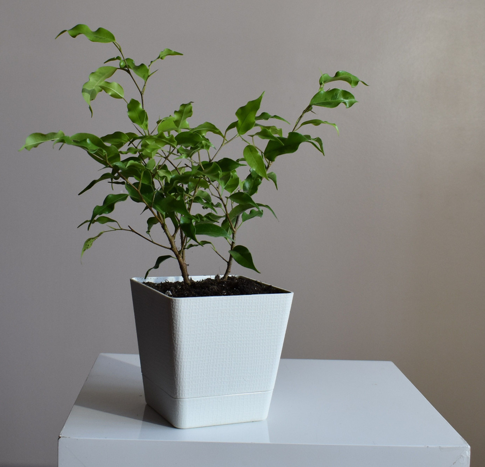 Фикус Бенджамина Реджинальд Ficus Benjamina Reginald d12, 12 дм, 1 шт ...