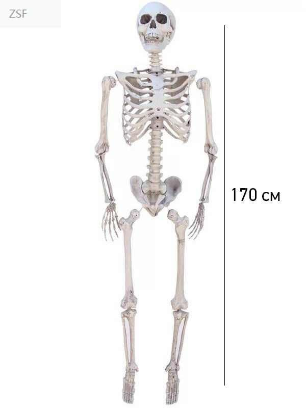 Большой человеческий скелет бутафорский 170 см на Хэллоуин Borosko 32 ...