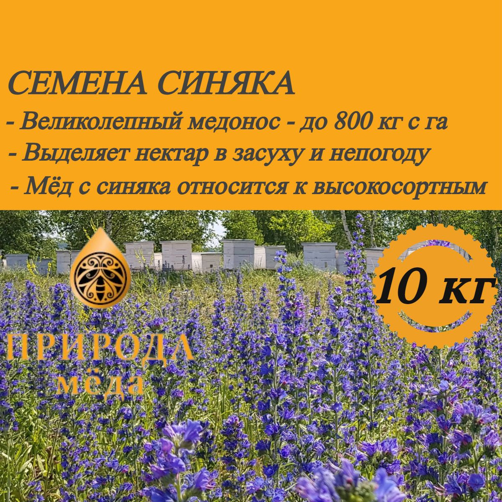 Семена синяка - 10 кг - купить с доставкой по выгодным ценам в интернет ...