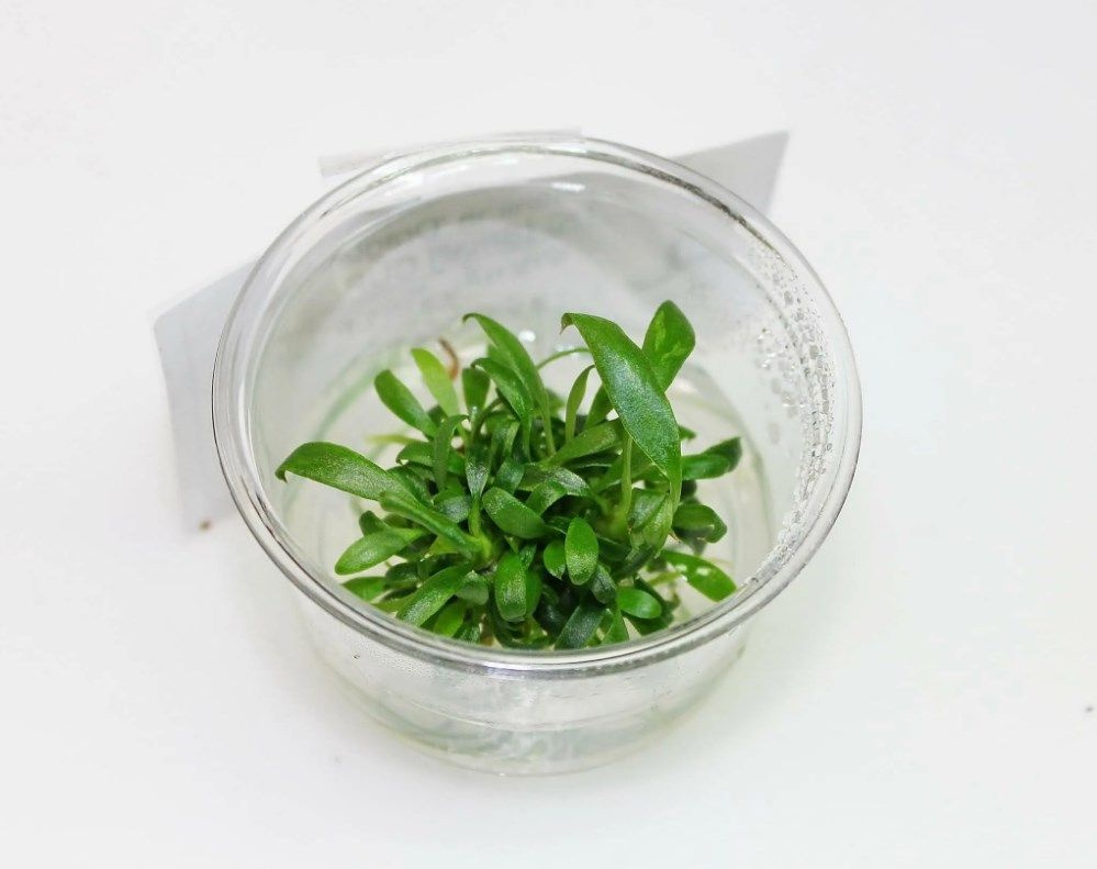 Растение для аквариума, Анубиас Минима Коготь дракона МИРЕСТЕМА (малая ...