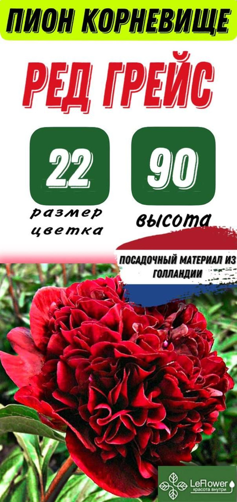 LeFlower Корни,1шт - купить с доставкой по выгодным ценам в интернет ...