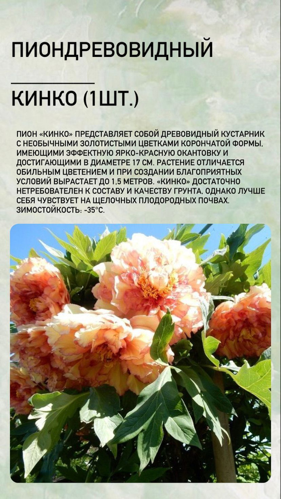 Пион Кинко древовидный, саженец, корень для посадки, многолетние цветы ...