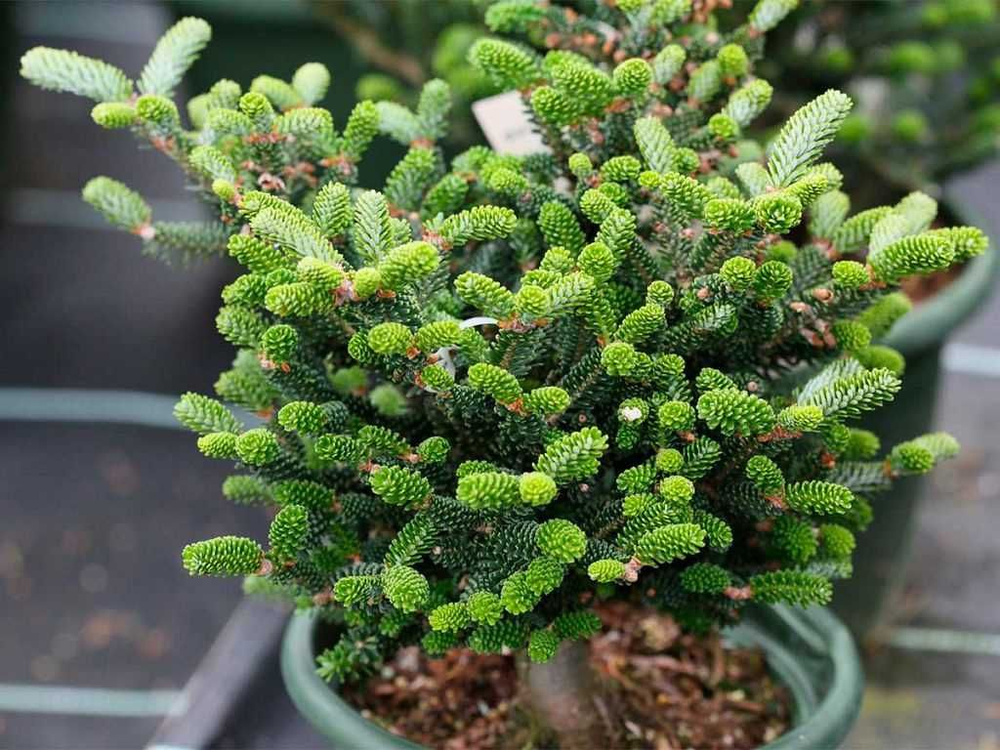 Пихта корейская - 20-30см, горшок 3 литра. - купить с доставкой по ...