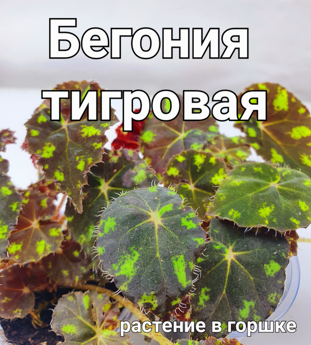 Комнатные растения Бегония Тигровая, растение в горшке , 1 шт - купить ...