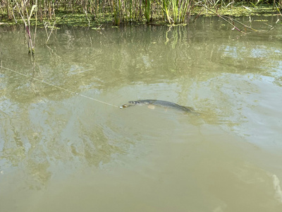 Воблер Минноу (Minnow) Pontoon21 BET-A-MINNOW, 0.3-0.5 м купить c ...