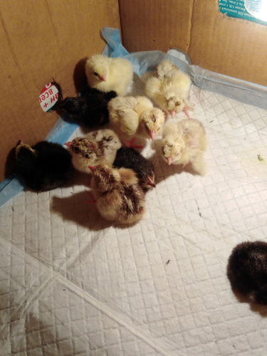 Инкубатор автоматический для яиц OVO-78 (ОВО-78) - купить с доставкой по выгодным ценам в ...