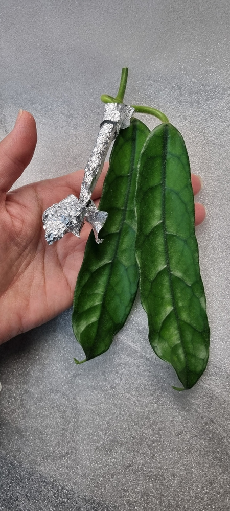 Хойя Acuta 997 СРЕЗ УЗЕЛ купить на OZON по низкой цене (3223822578)