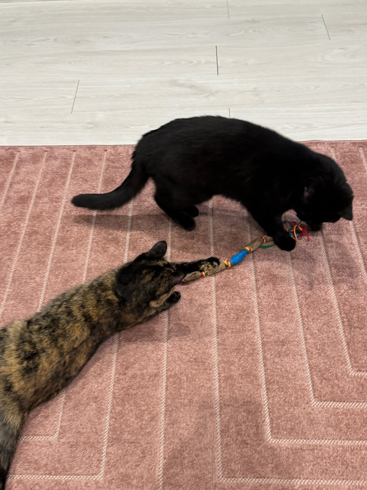 Игрушка для кошек палочки мататаби купить на OZON по низкой цене ...