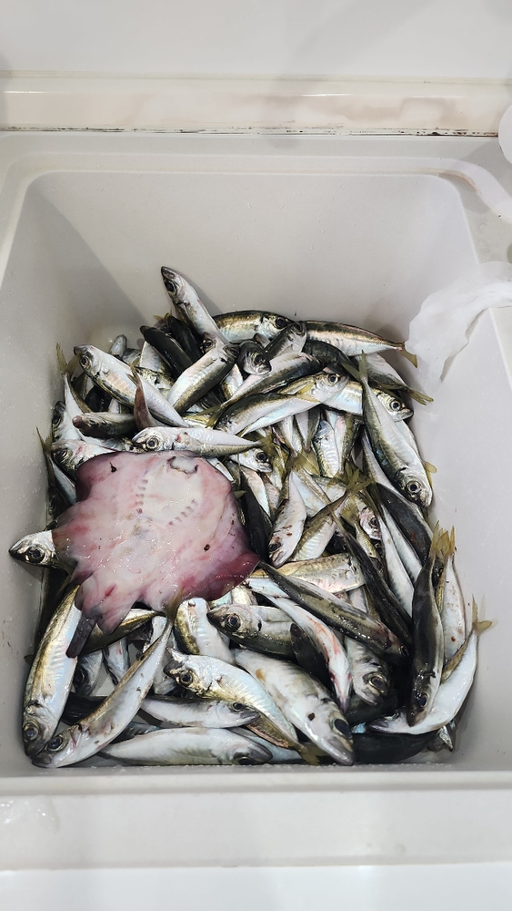 Самодуры, Ставки, Сабики Hayabusa B6-HS202 (1.2м)(6кр) размер крючка №2 купить на OZON по низкой ...