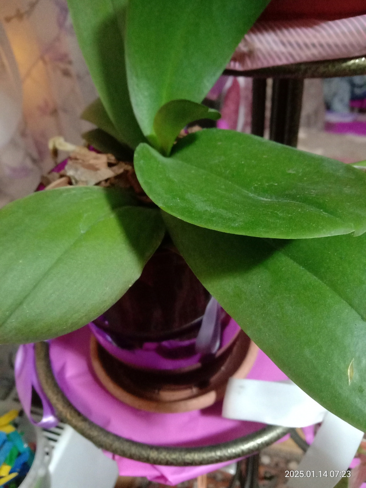 Горшок для орхидеи, кашпо ElfPlast 1.1 л, прозрачно-фиолетовый купить на OZON по низкой цене ...