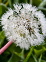 5 отзыв на vivo Смартфон X200 Pro 5G NFC Dimensity 9400 6,78 дюйма, 120 ...