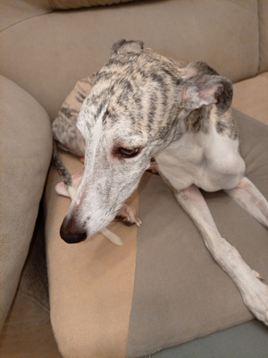 Корм сухой SIRIUS (Сириус) для взрослых собак, 3 вида мяса, 15кг купить на OZON по низкой цене ...