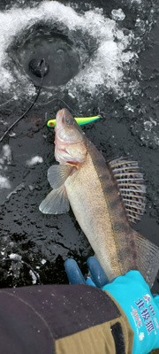 Воблер Виб (Vib) Frapp Vib WhipHead купить c доставкой на OZON по низкой цене (1416748831)