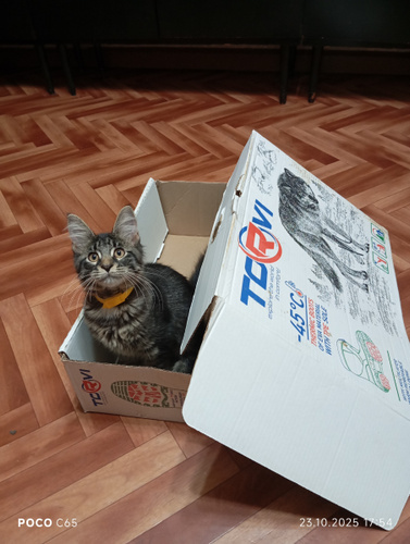 Сапоги Мужской TORVI для рыбалки, размер 45 черный Зима Россия купить c доставкой на OZON по ...