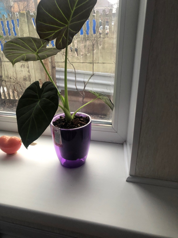 Горшок для орхидеи, кашпо ElfPlast 1.1 л, прозрачно-фиолетовый купить на OZON по низкой цене ...