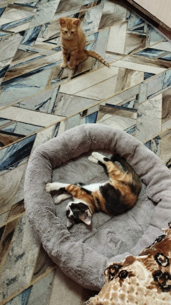 Лежанка PetSpace Меховушка M, 60x50x17 см бежевая для собак мелких и средних пород и для кошек ...