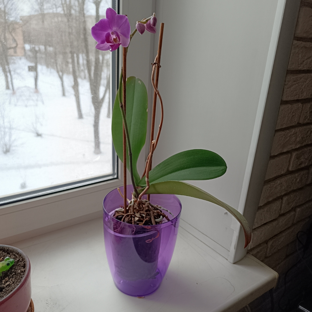 Горшок для орхидеи, кашпо ElfPlast 1.1 л, прозрачно-фиолетовый купить на OZON по низкой цене ...